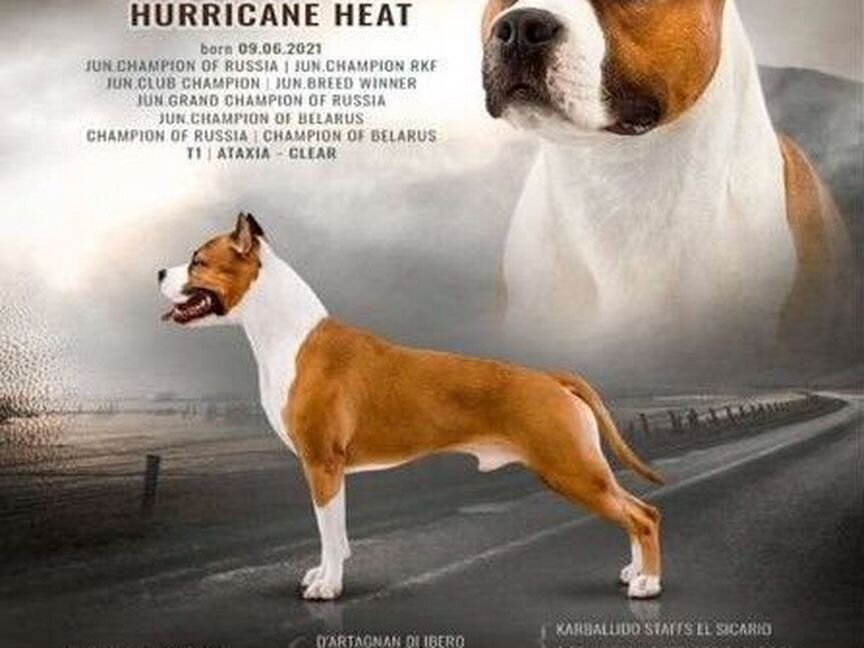 Кобель для вязки