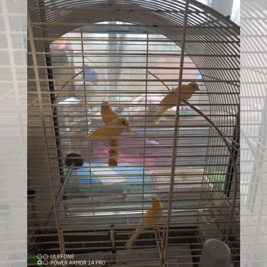 Канарейка молодой