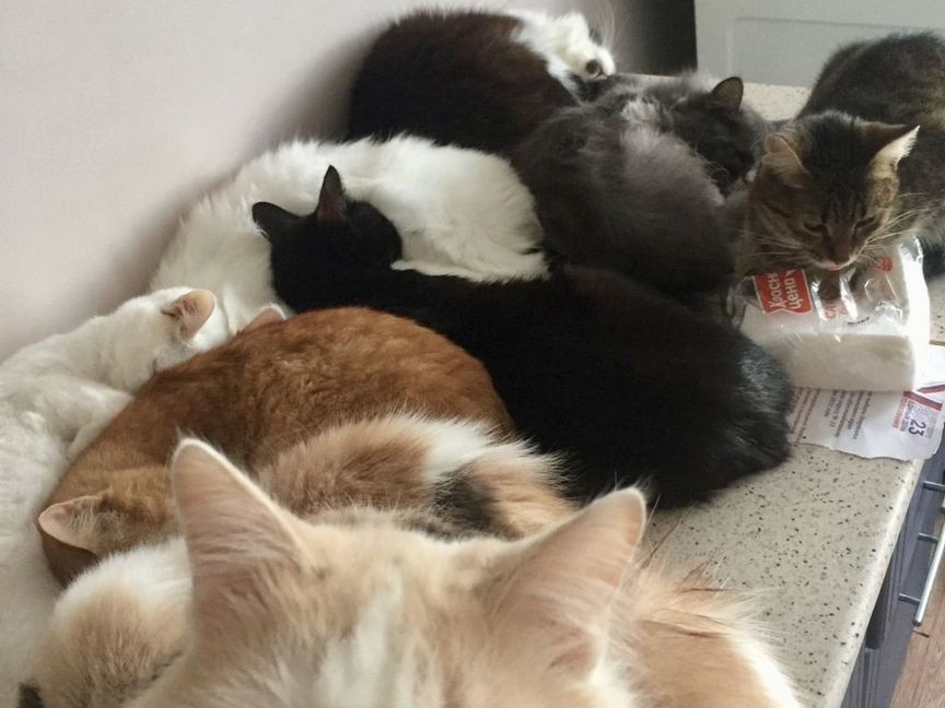 Тридцать три счастья