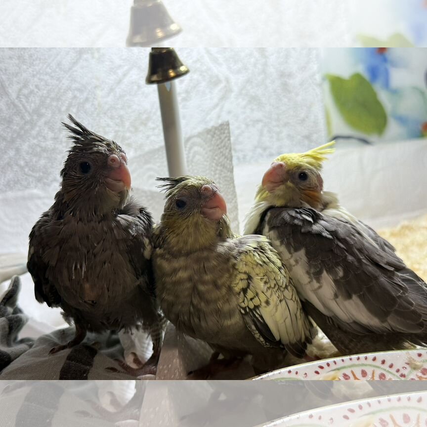 Попугай корелла птенец ручной