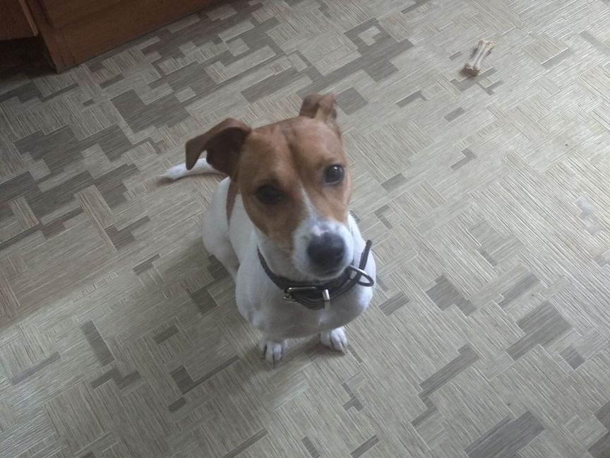 Гостиница для животных