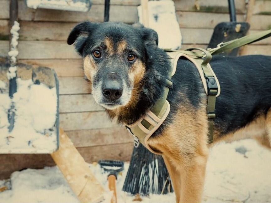 Собака в добрые руки