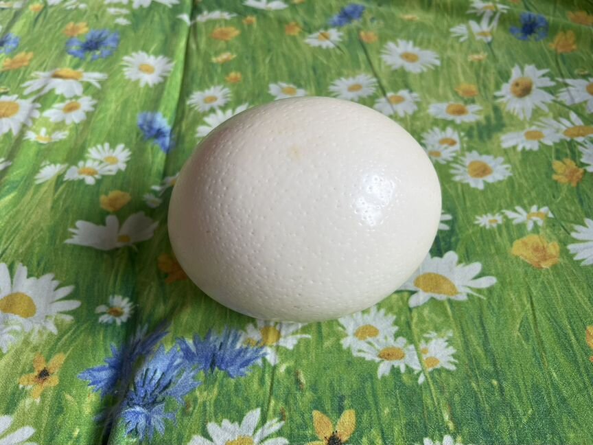 Страусинное яйцо