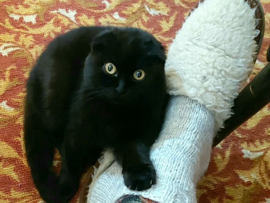 Кот Шотландский вислоухий