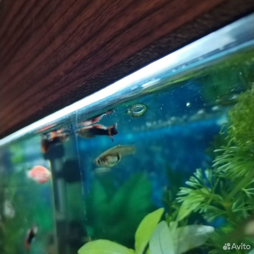 Аквариумные рыбки гуппи