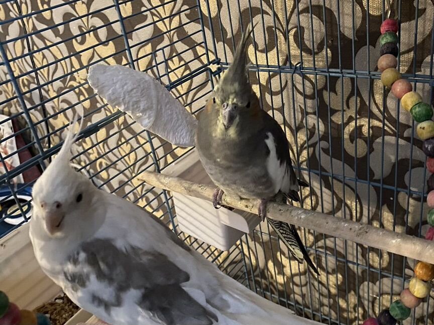 Корелла пара