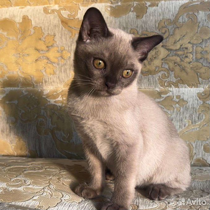 Американская традиционная бурма