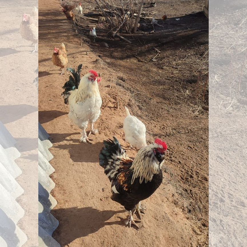 Петухи домашние молодые Брама