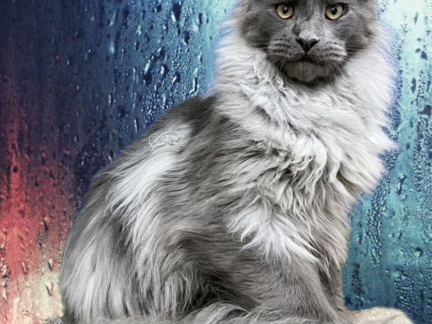 Мейн-кун кот голубой дым