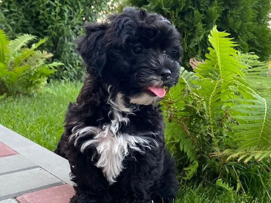 Щенки черные мальтипу