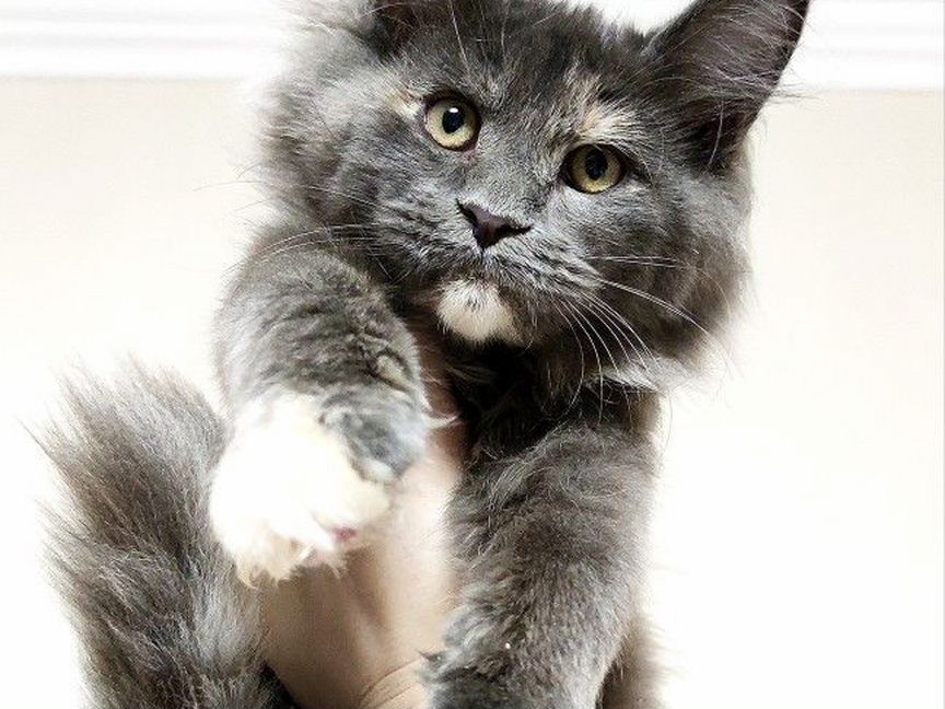 Мейн-кун девочка