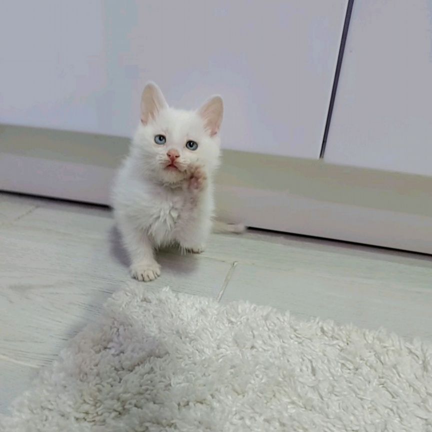 Беленький котёнок