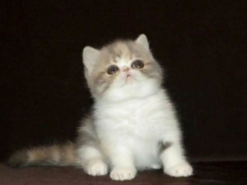 Экзотическая Милашка