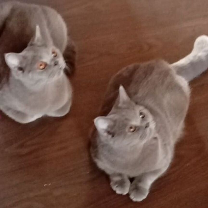 Британская короткошёрстная кошка, взрослая