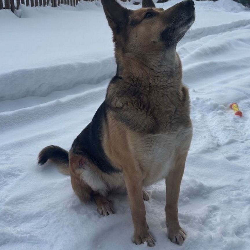 Взрослая собака в добрые руки