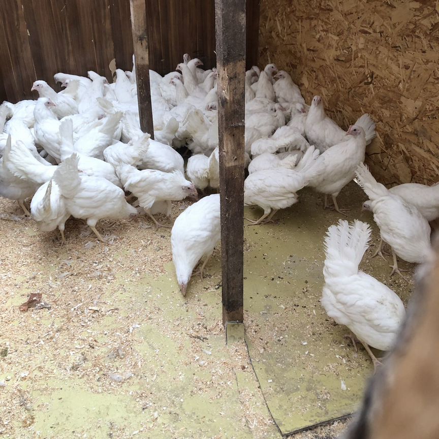 Курочки несушки