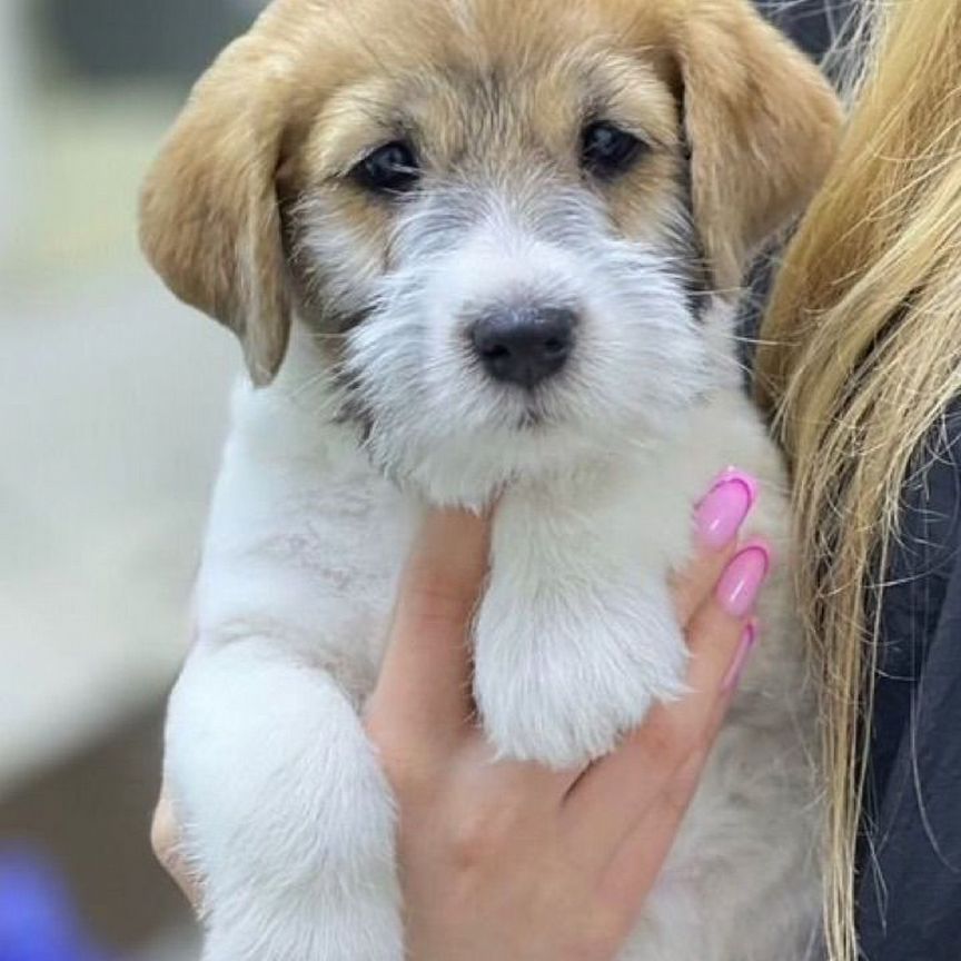 Щенок джек рассел