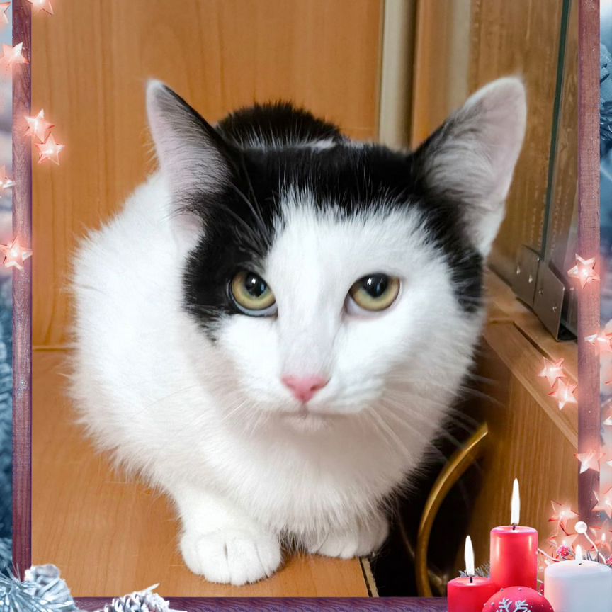 Симпатичный котёнок 5 месяцев