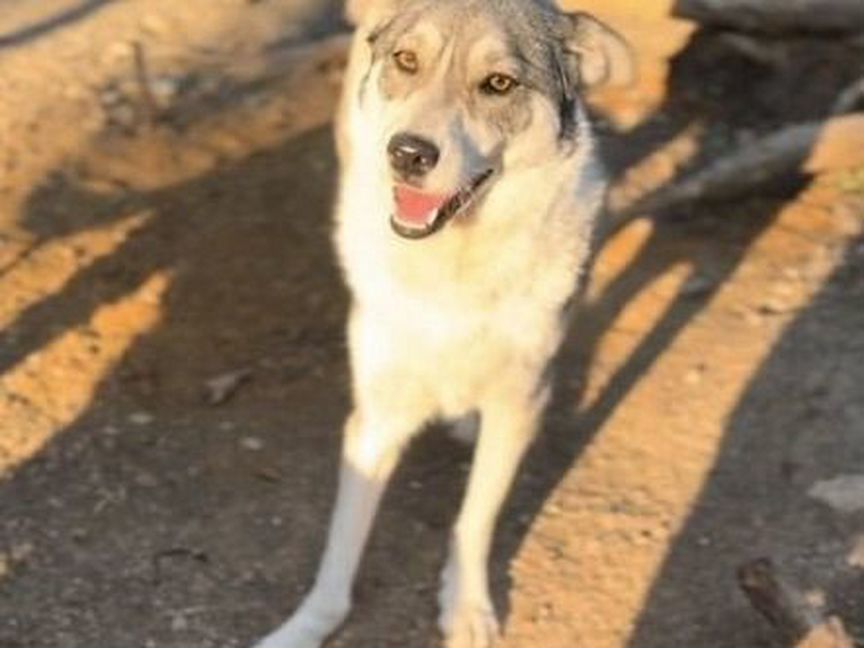 Собака Дина стерильная