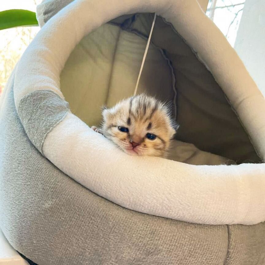 Шотландские вислоухие котята шиншилла