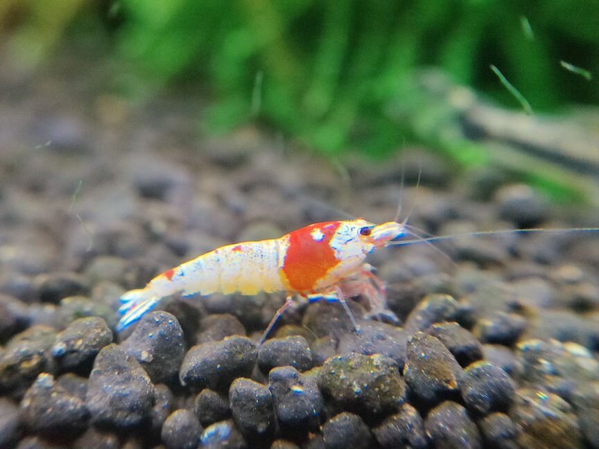 Креветки кристаллы, отоцинклюс и система