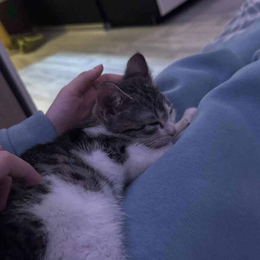 Котенок