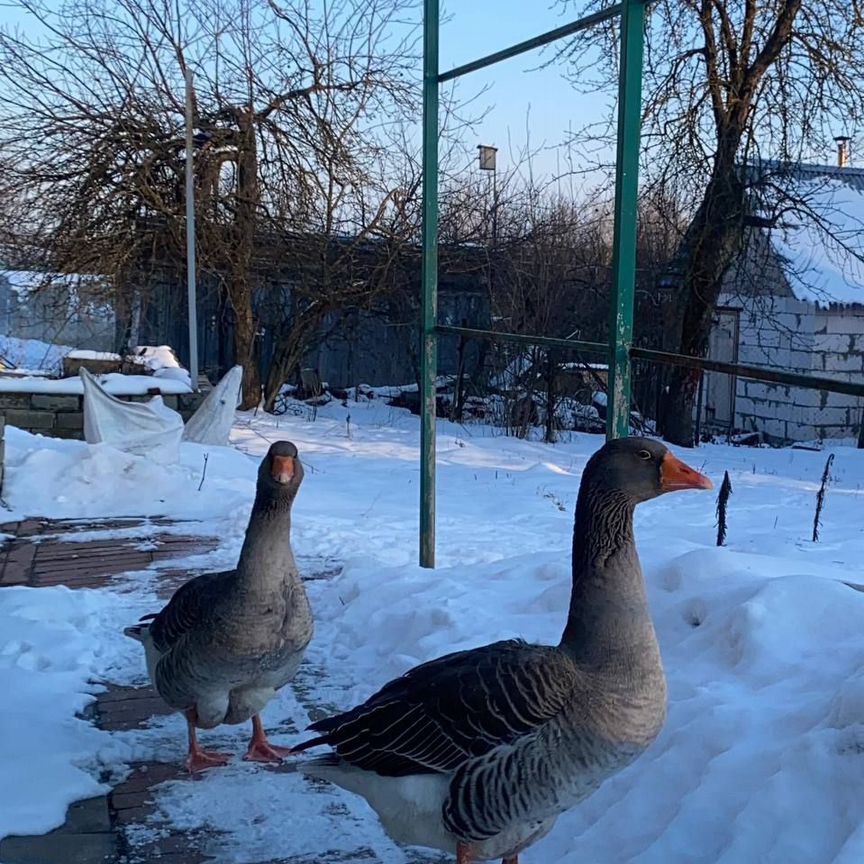 Гусь