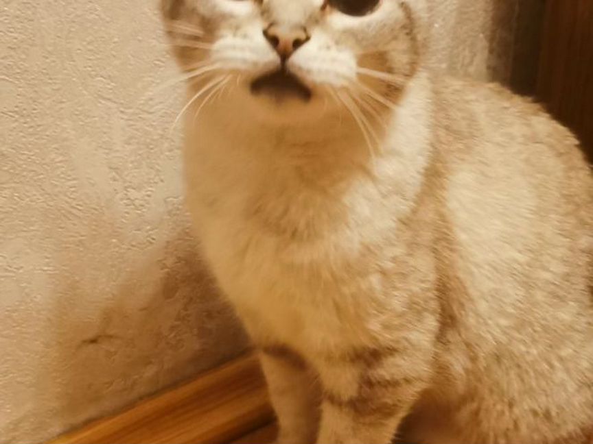 Кошку сиамскую отдаю