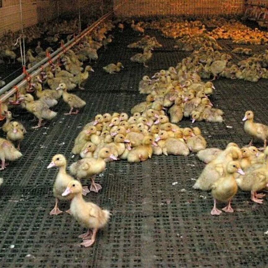 Куры гуси утки