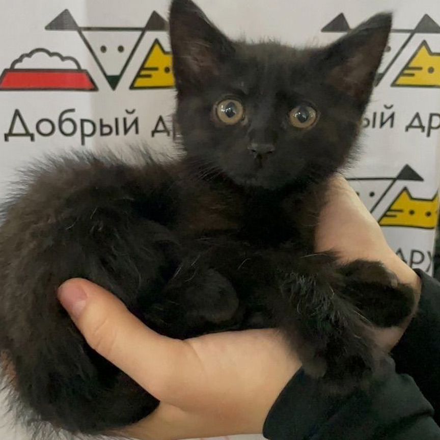 Котёнок в добрые руки