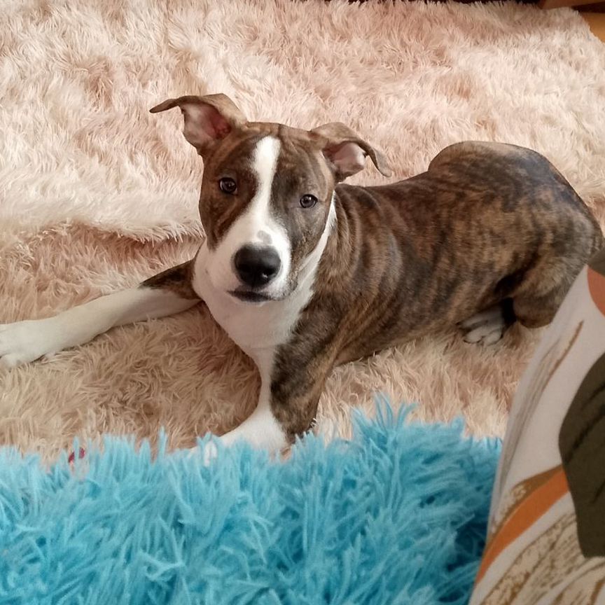 Американский стаффордширский терьер, щенок