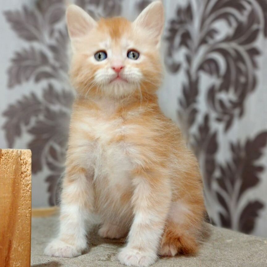 Мейн-кун котёнок