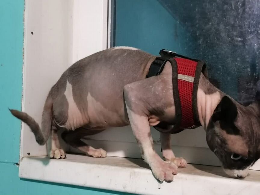 Продам кота