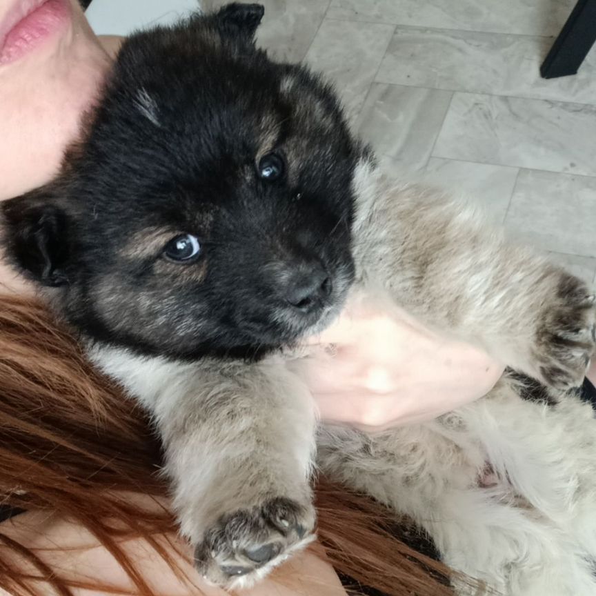 Щенок в добрые руки