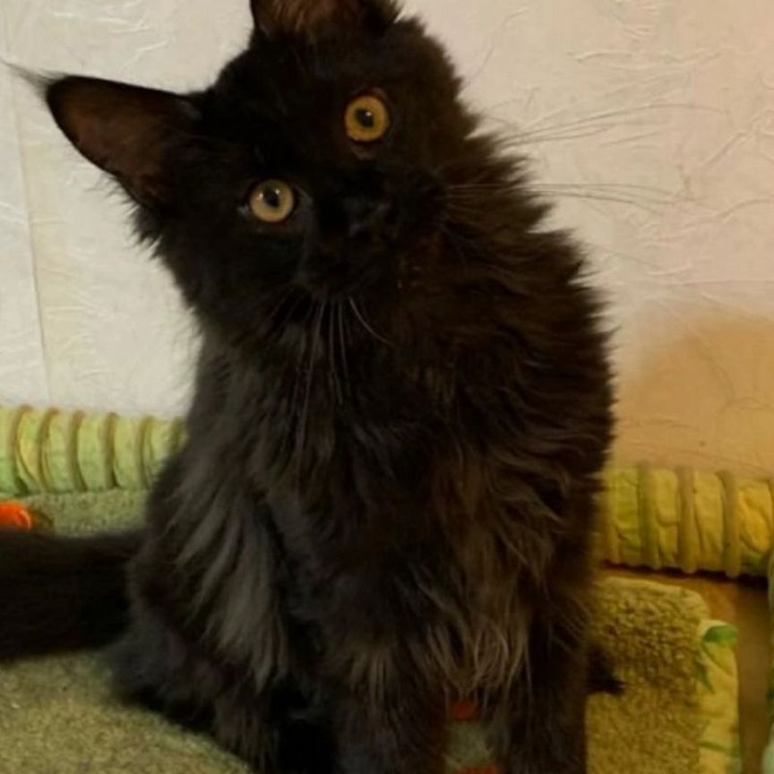 Котята мейн-кун