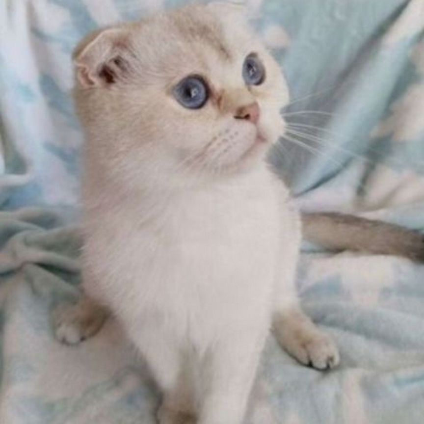 Шотландская кошка