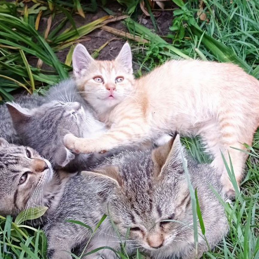 Котята бесценные