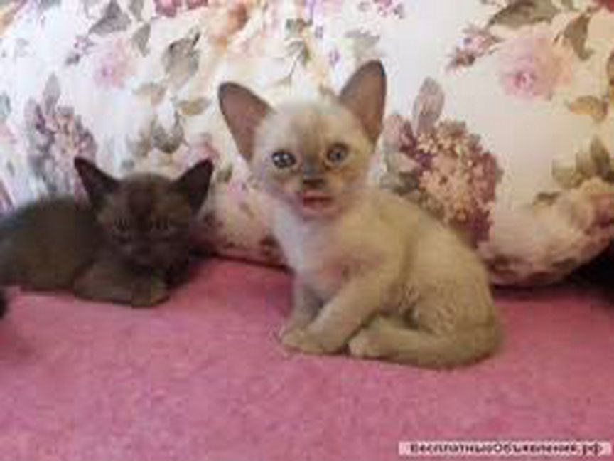 Бурманские котята