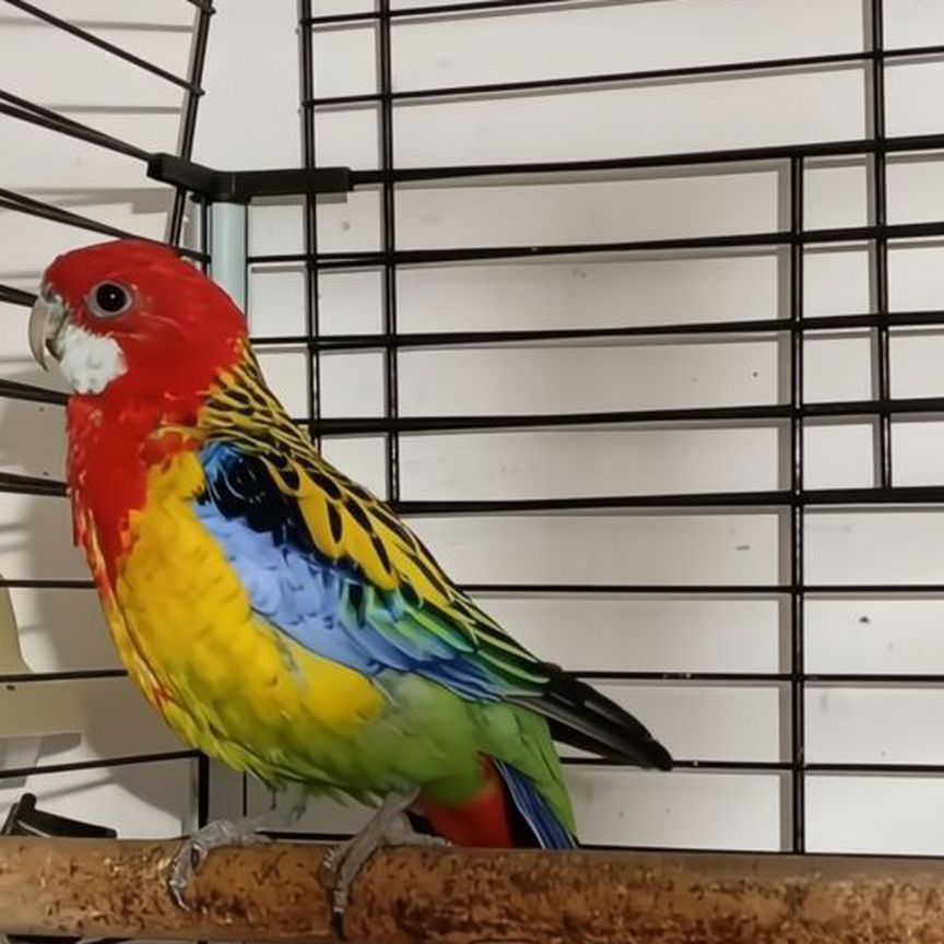 Попугай розелла пестрая