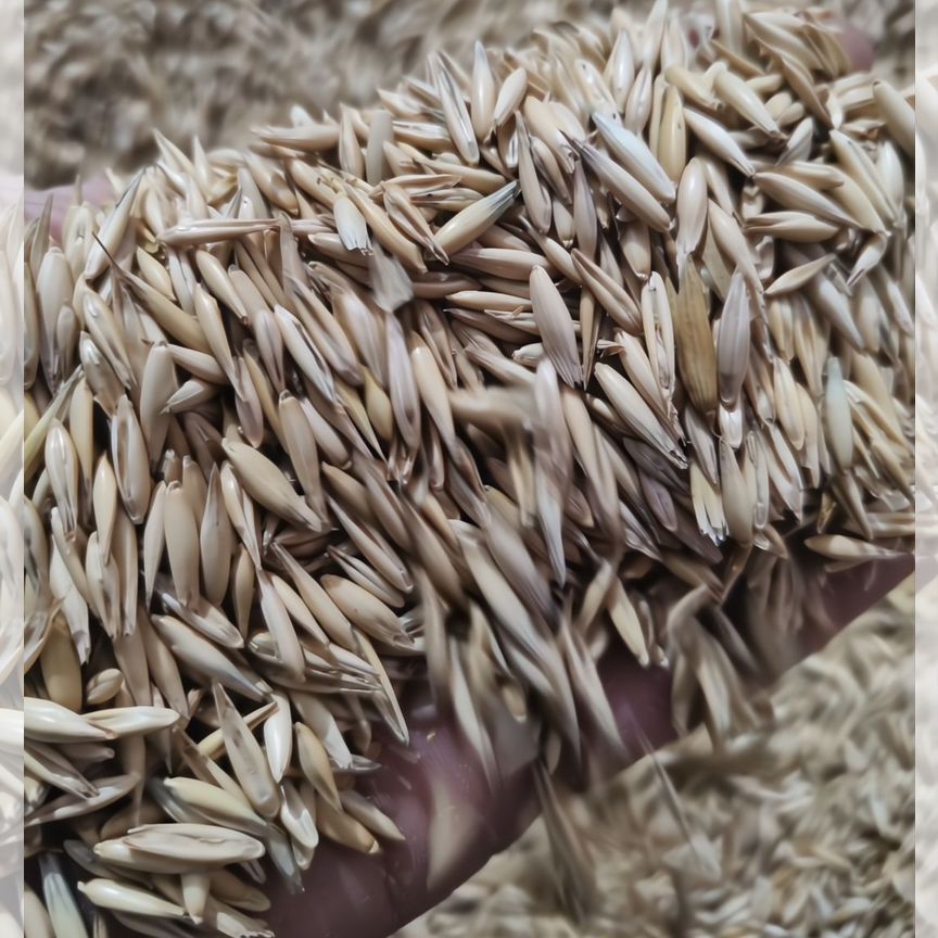 Овес в мешках