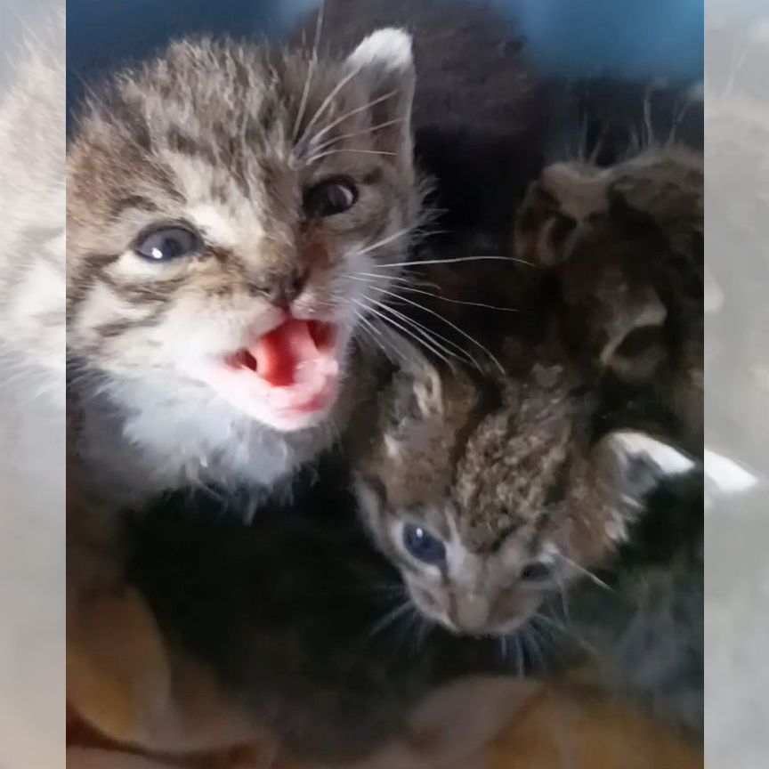 Котёнок в добрые руки