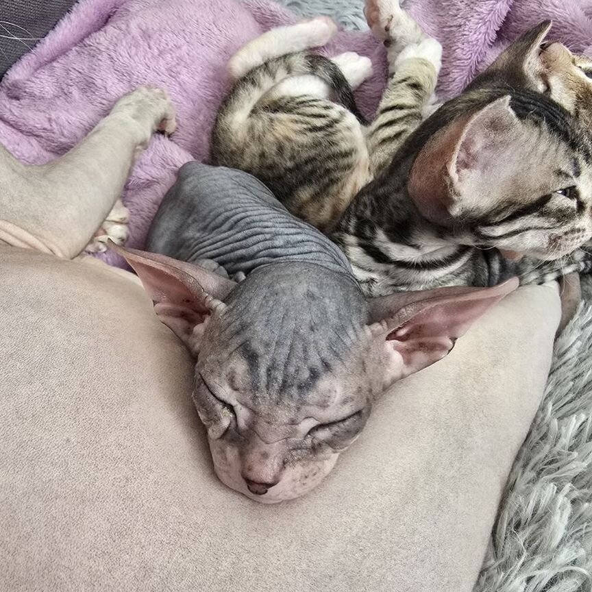 Донской сфинкс котёнок