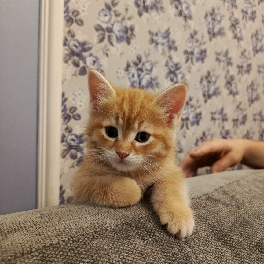 Котята рыжий, трехцветная, чернобелая