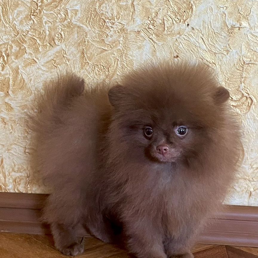 Щеночки шпица