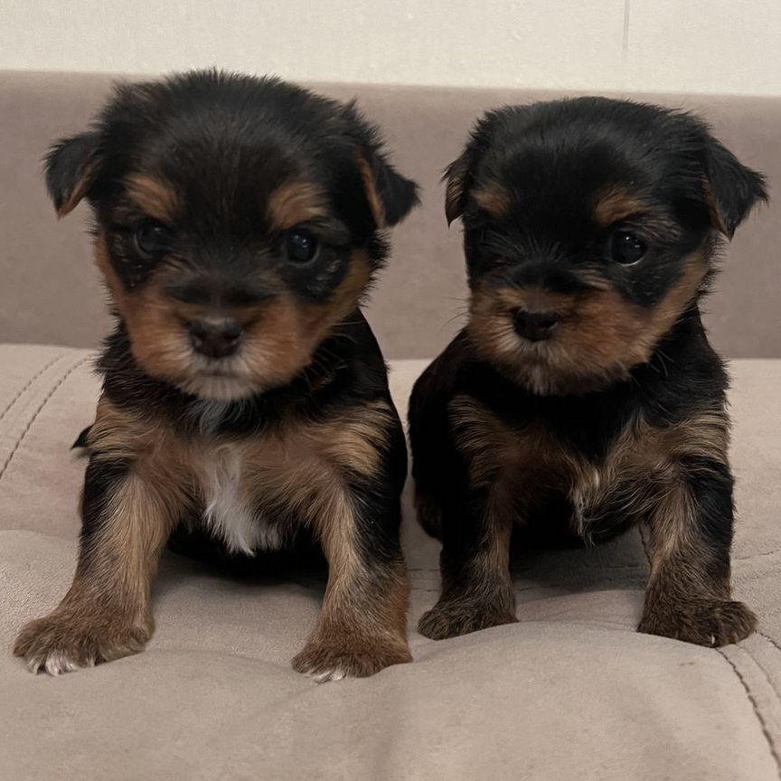 Йоркширский терьер, щенок