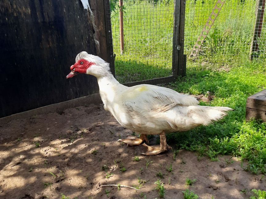 Селезень мускусной утки