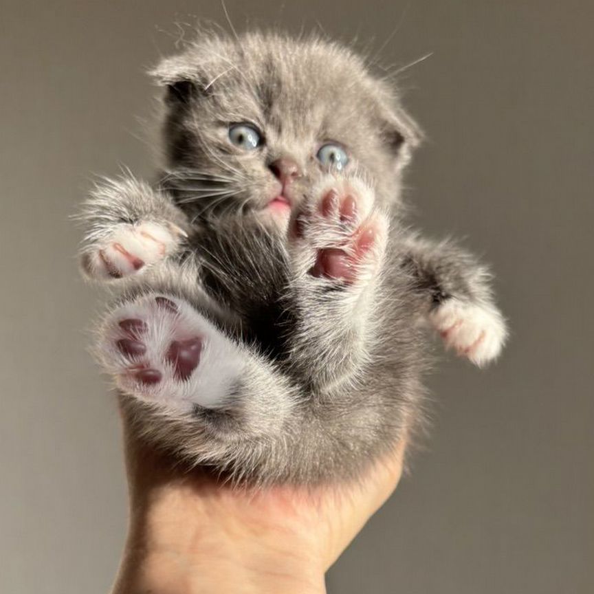 Британский короткошёрстный котёнок