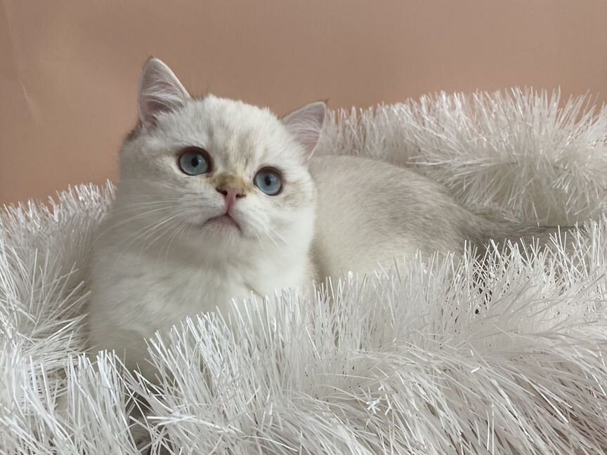 Британские золотые шиншиллы