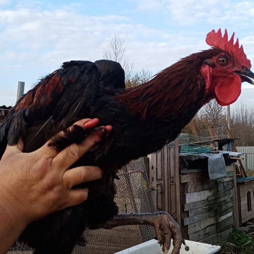 Молодые петухи