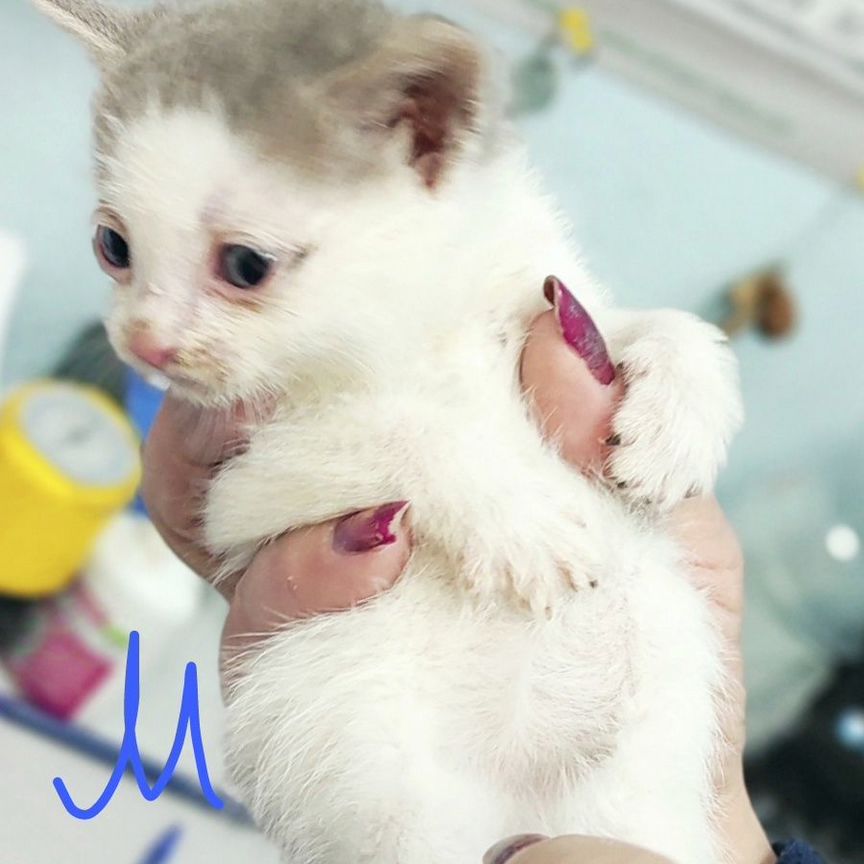 Котята одни кошка не пришла